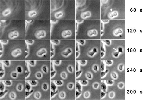 Attachment To A Substrate Allows A Race Null Cell To Divide A Race