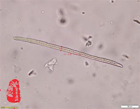 芦根显微 河北百草康神药业有限公司中药材中药饮片根茎类