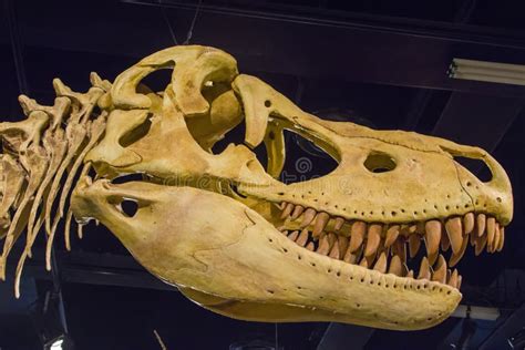 The Head Of Tarbosaurus Bataar Editorial Photography Image Of Bone