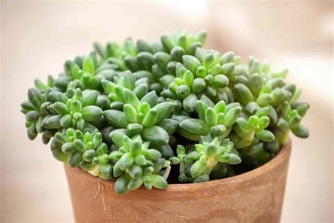 Growing Pachyphytum How To Care For Pachyphytum Compactum