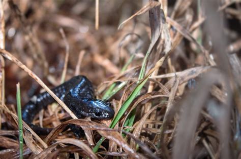 Adopt The Blue Spotted Salamander Natureserve