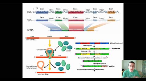 Rna Processing Post Transcriptional Post Transcriptional Rna Modification