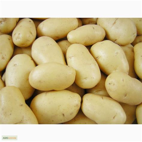 Продам семенной картофель из Беларуси, купить семенной картофель из ...