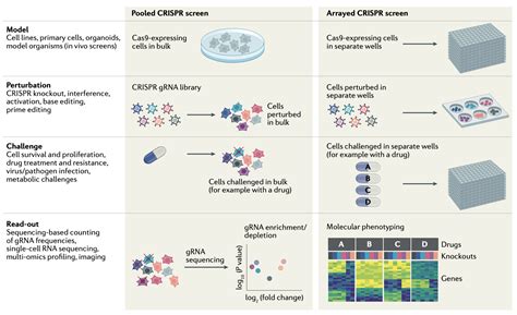How To Analyze Crispr Screen Data For Complete Beginners From Fastq Files To Biological