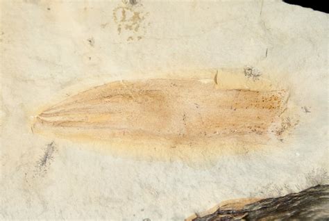 Unidentified Fossil Plant Seed Pod Green River Formation For Sale FossilEra Com