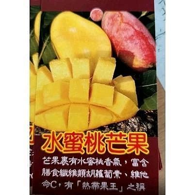 一禪種苗園 熟成後的外觀帶點紅黃色 水蜜桃芒果 紅龍芒果 嫁接苗 水果苗 4吋盆 蒂頭處會有水蜜桃的香氣 多汁且清爽 有熱帶果王之稱