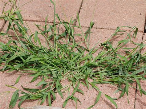 How To Fight Crabgrass Hgtv