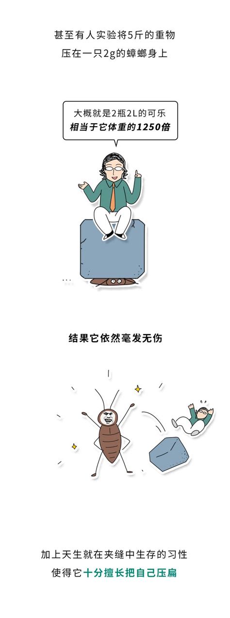 家里踩死的蟑螂为什么第二天突然消失了