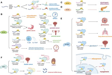 Frontiers Vital Roles Of M C RNA Modification In Cancer And Immune Cell Biology