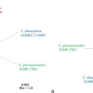 The Result Of The Pairwise Homoplasy Index PHI Tests Of Download Scientific Diagram