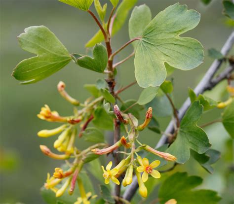 Ribes Aureum Golden Currant Seeds