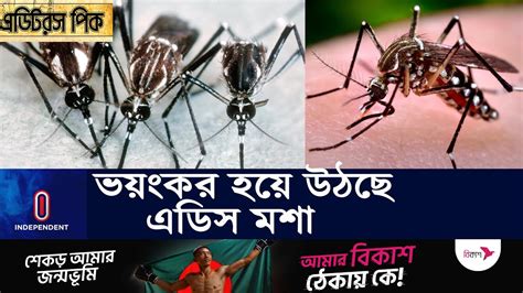 নতুন করে যেসব জায়গায় জন্ম নিচ্ছে ডেঙ্গু মশা Ll Dengue Mosha Youtube