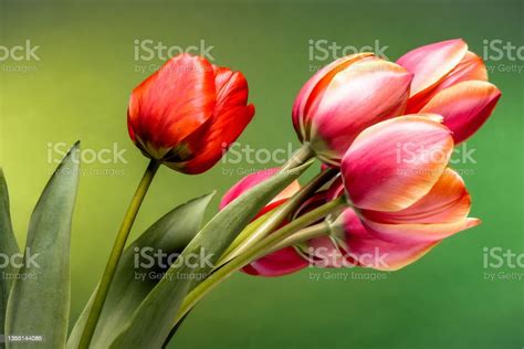 녹색 톤의 배경에 아름다운 튤립 빨간색과 노란색 색상의 꽃다발 0명에 대한 스톡 사진 및 기타 이미지 0명 계절 구도 Istock