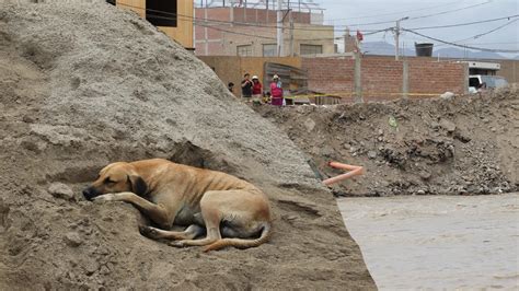Las Otras V Ctimas De Los Huaicos Mascotas Son Abandonadas En Inundaciones Y Esperan El Regreso