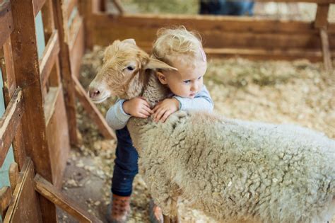 Get Ready To Pet Your Way To Happiness Top 10 Animal Petting Zoo