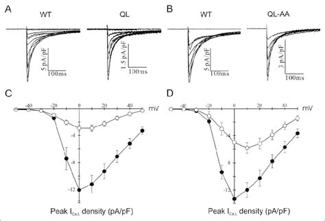 I Cal Activation In Transgenic And Wt Myocytes Representative Traces