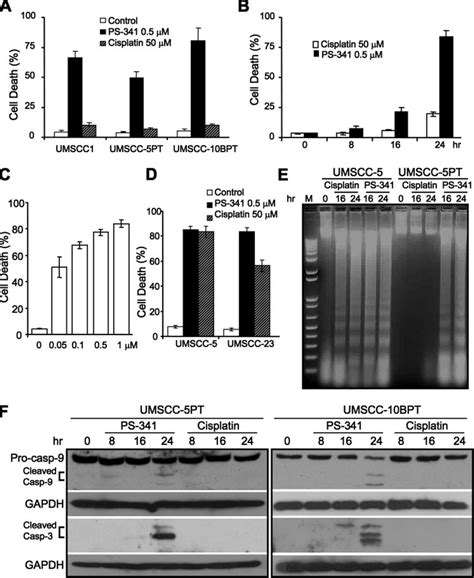 Ps 341 Induces Apoptosis In Cisplatin Resistant Scc Cells A Ps 341