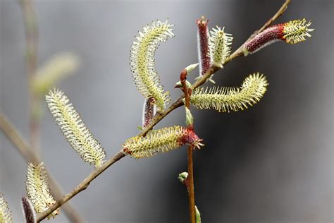 山羊柳 柳 Caprea 植物 Pixabay上的免费照片 Pixabay