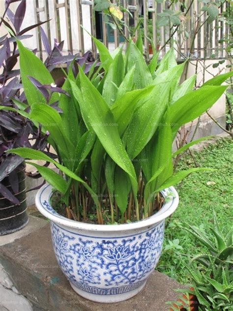 一叶兰图片 植物根茎的一叶兰图片大全 花卉网