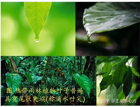 达尔文进化论的核心观点和核心内容及其不足之处 知乎