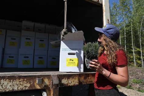 Tree Planting Drones Seed The Dangerous Places Where Human Planters Cant Tread The Globe And Mail