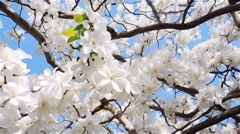 흰색의 섬세한 Ipe 꽃 질감 봄 자연 예쁜 정원 봄 나무 배경 일러스트 및 사진 무료 다운로드 Pngtree