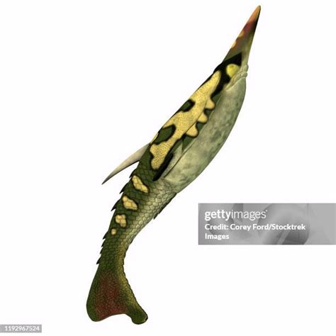 Pteraspis Photos And Premium High Res Pictures Getty Images