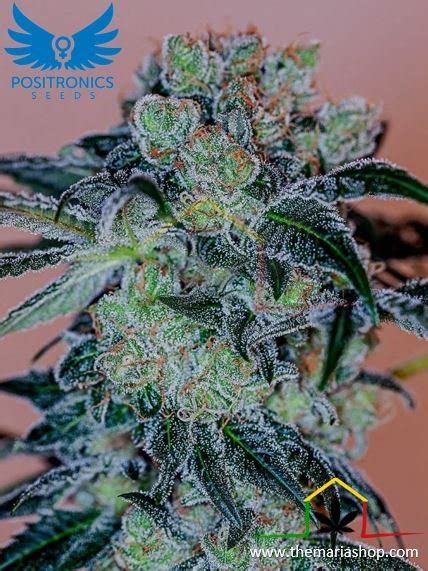 Crazy Lazy Positronics Seeds Themariashop