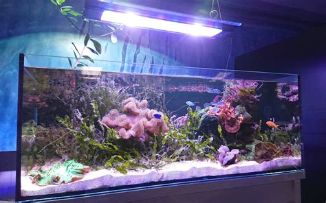 Buy Macroalgae In The Uk Macro Algae For Refugium Or Display