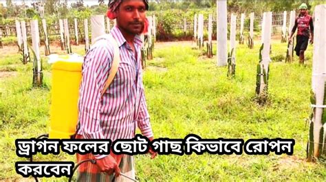 ড্রাগন ফলের ছোট গাছ কিভাবে রোপন করবেন L How To Plant Small Dragon Fruit Trees Youtube