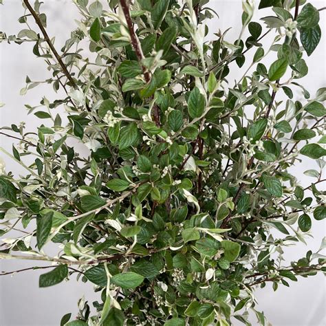 Cotoneaster Foliage Smaller Silvery Leaf Wild Various Sizes Porters Foliage Ltd