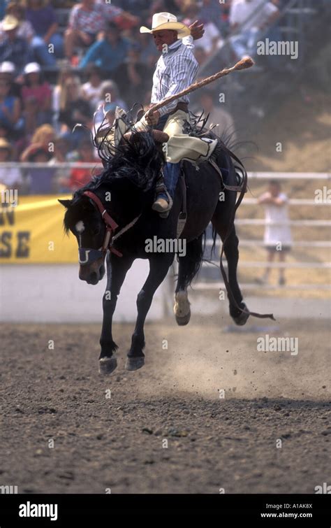 Usa California Oakdale Cowboy Rides In Saddle Bronc Riding Event At