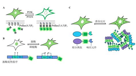 曹晓风研究组揭示植物光形态建成的表观遗传调控机制中国科学院遗传与发育生物学研究所