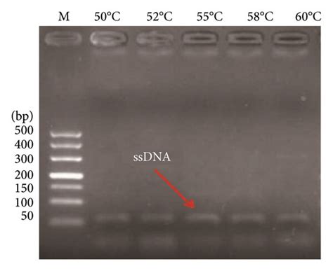 Optimization Of Annealing Temperature For Asymmetric Pcr A Download Scientific Diagram