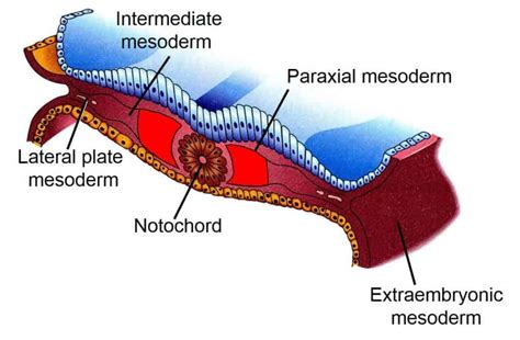 Lateral Plate Mesoderm