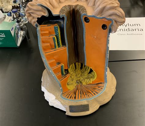 Bio Lab Practical Ii Diagram Quizlet