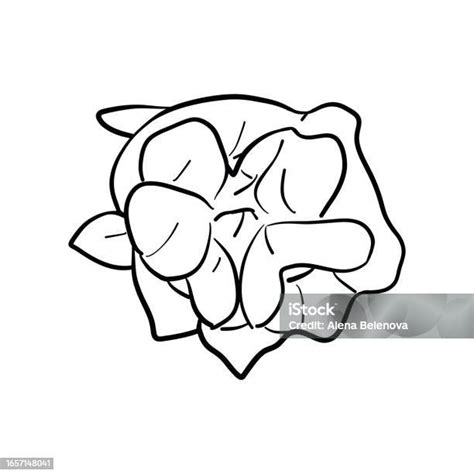 벡터 손으로 그린 딸기 딸기 또는 라즈베리 꽃의 선 그림 흰색 바탕에 고립된 꽃들 직물 포장 라벨 포스터 인쇄 로고 디자인 인쇄 검은색에 대한 스톡 벡터 아트 및 기타