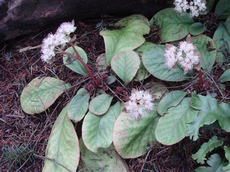 Chrysosplenium Macrophyllum Rsbg Rhododendron Species Botanical Garden