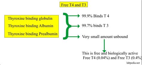 Thyroid Part 6 Thyroxine T4 Free T4
