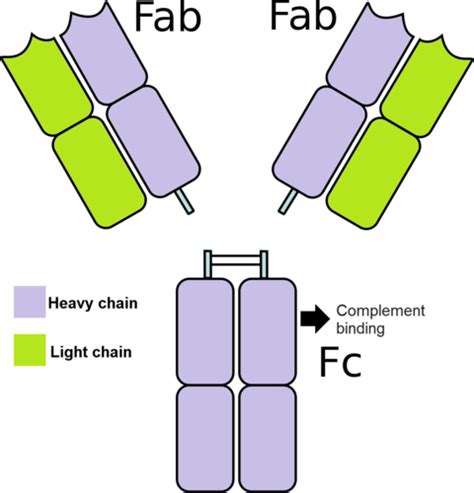 Microbio Lecture 1 Pyogenic And Pyogranulomatus Staph And Strep Flashcards Quizlet
