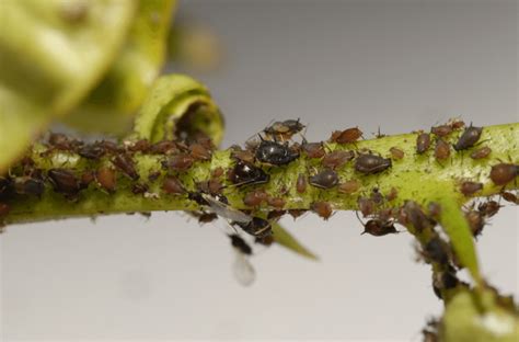 The Brown Citrus Aphid Toxoptera Citricida Is An Effective Vector Of