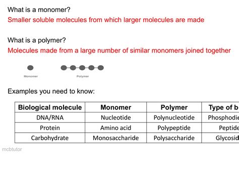 Monomers And Polymers Summary Powerpoint Unit 1 Biological Molecules Stuvia Uk