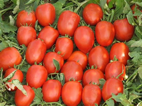 CS 2103 Centric Seeds
