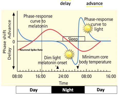 Circadian Rhythms Flashcards Quizlet