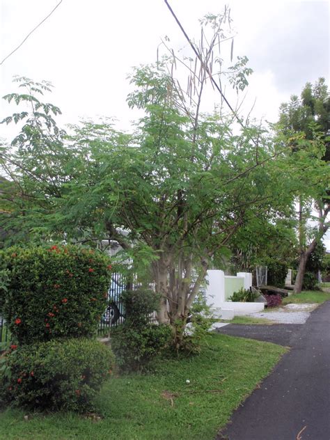 Xing Fu Drumstick Tree