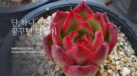 한두개밖에 없는 스페셜한 다육이 영상다육이그대로발송 외갓집다육이 01093492302 01067872302 Youtube