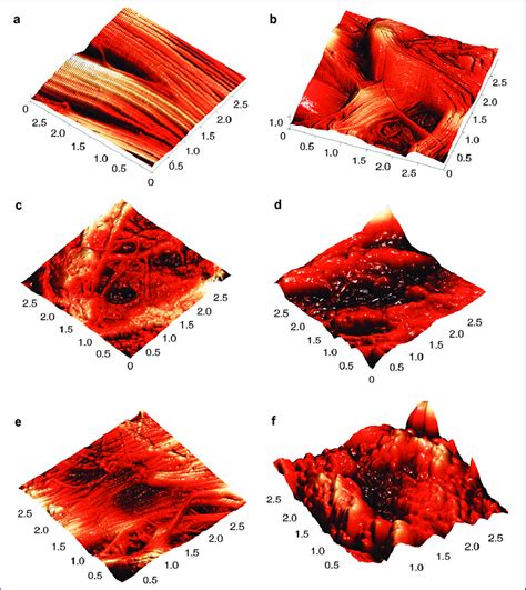 High Resolution 3d Atomic Force Microscopy Images Demonstrating Download Scientific Diagram
