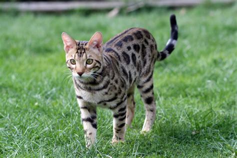 可爱灰色狸花猫jpg格式图片下载 熊猫办公