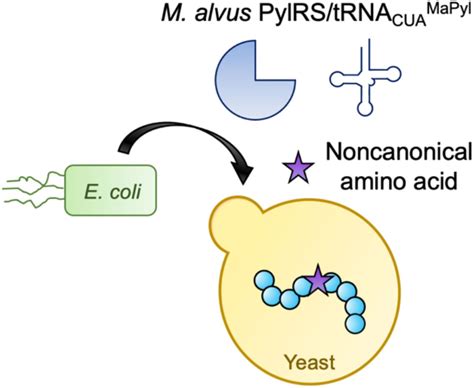 Exploration Of Methanomethylophilus Alvus Pyrrolysyl Trna Synthetase