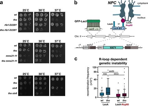 npc association alleviates r loop toxicity a serial dilutions of the